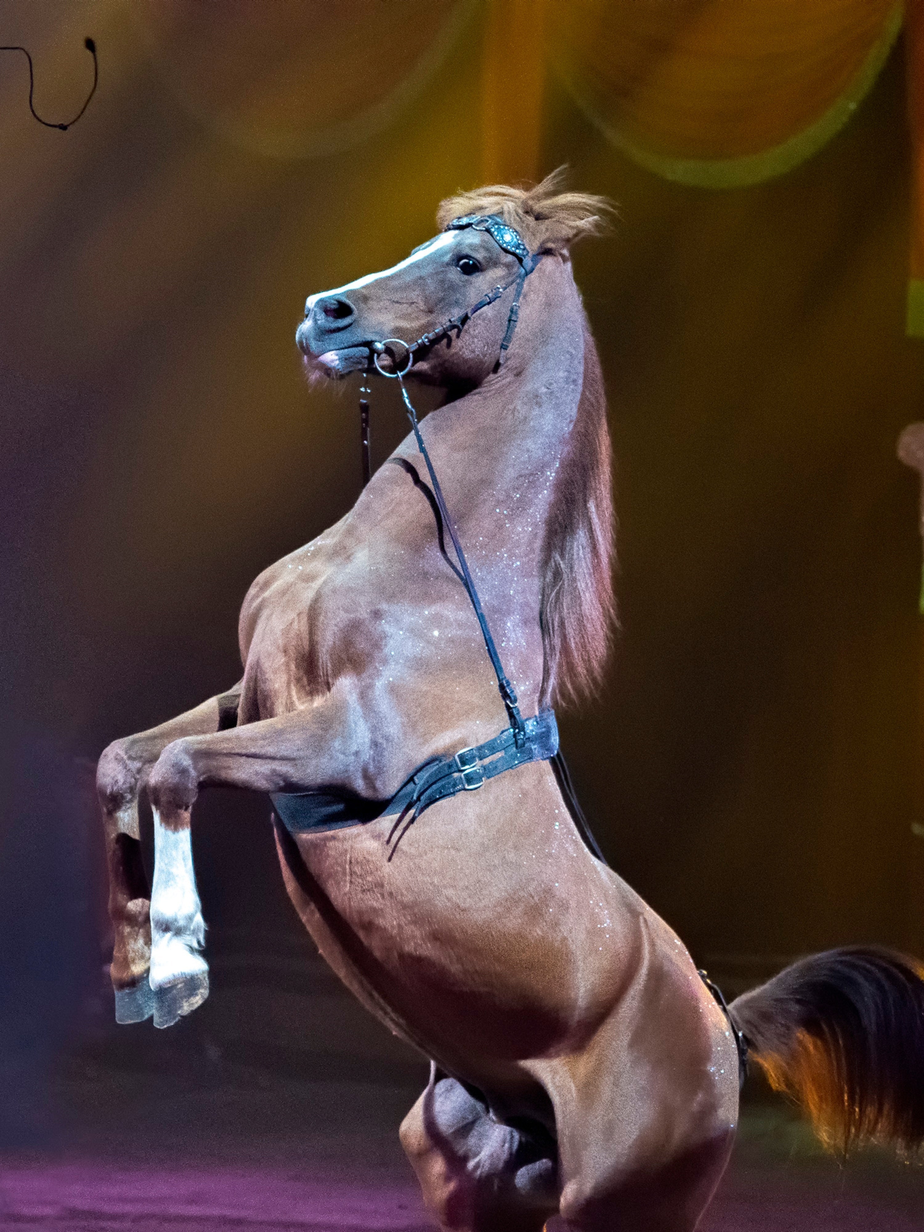 how many disney horses are there