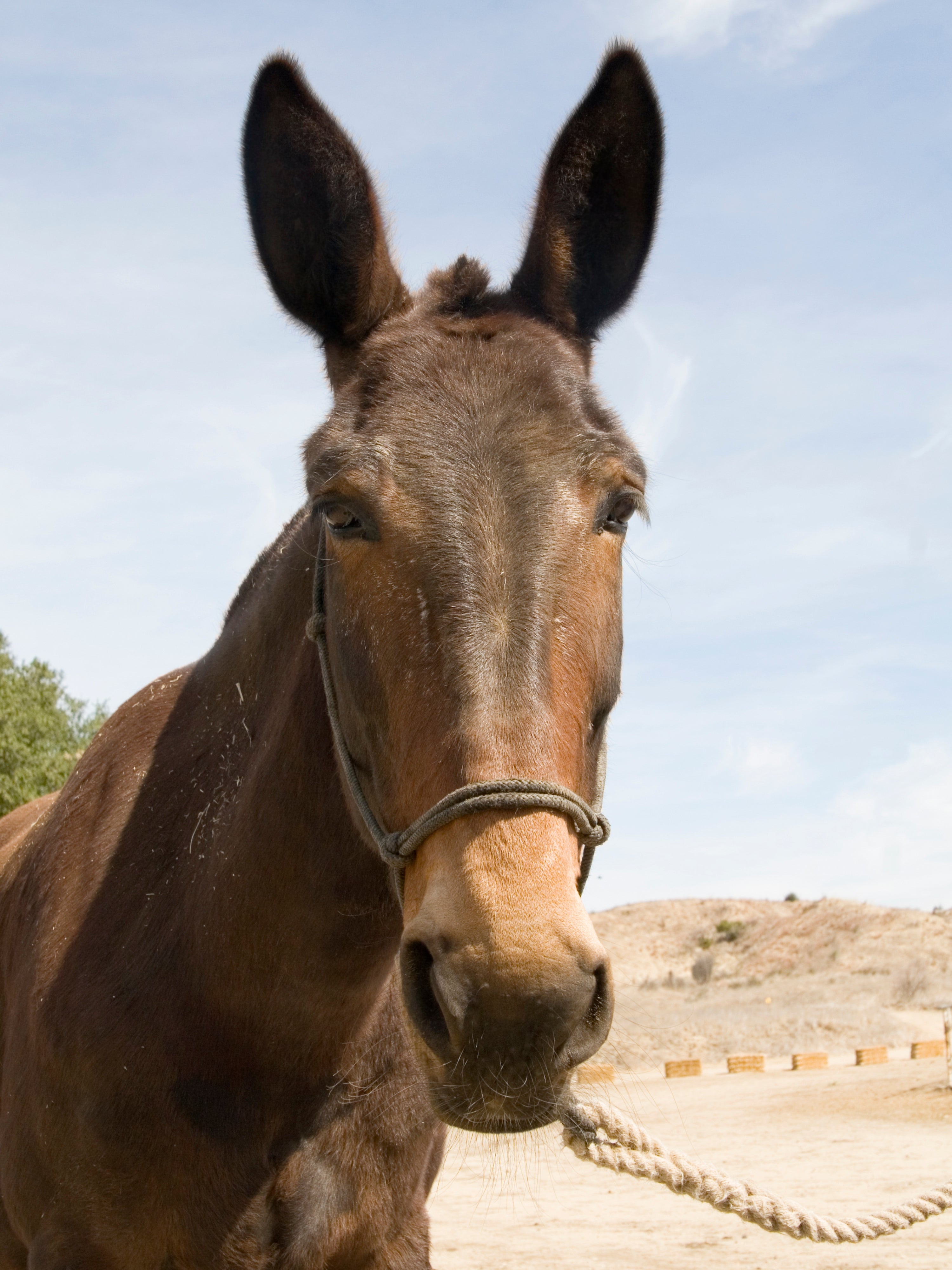 brown donkey names