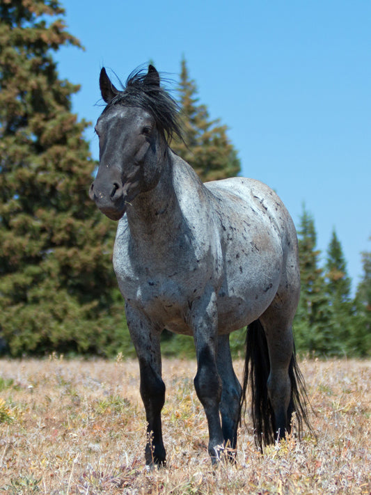 10 Most Common Blue Roan Horse Breeds (With Pictures) – Wild Jolie
