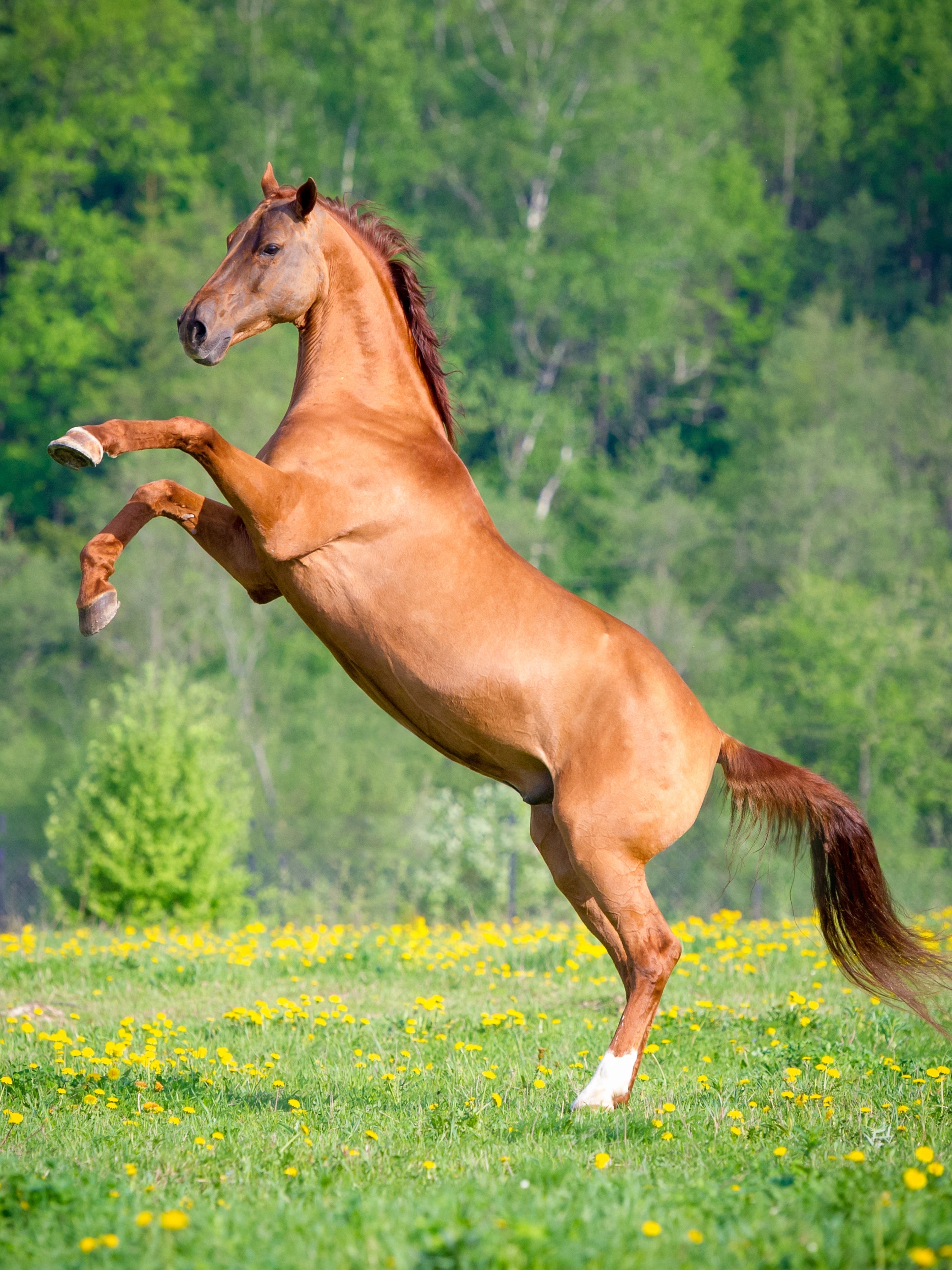 Rearing Horse Rearing (horse) Wikipedia