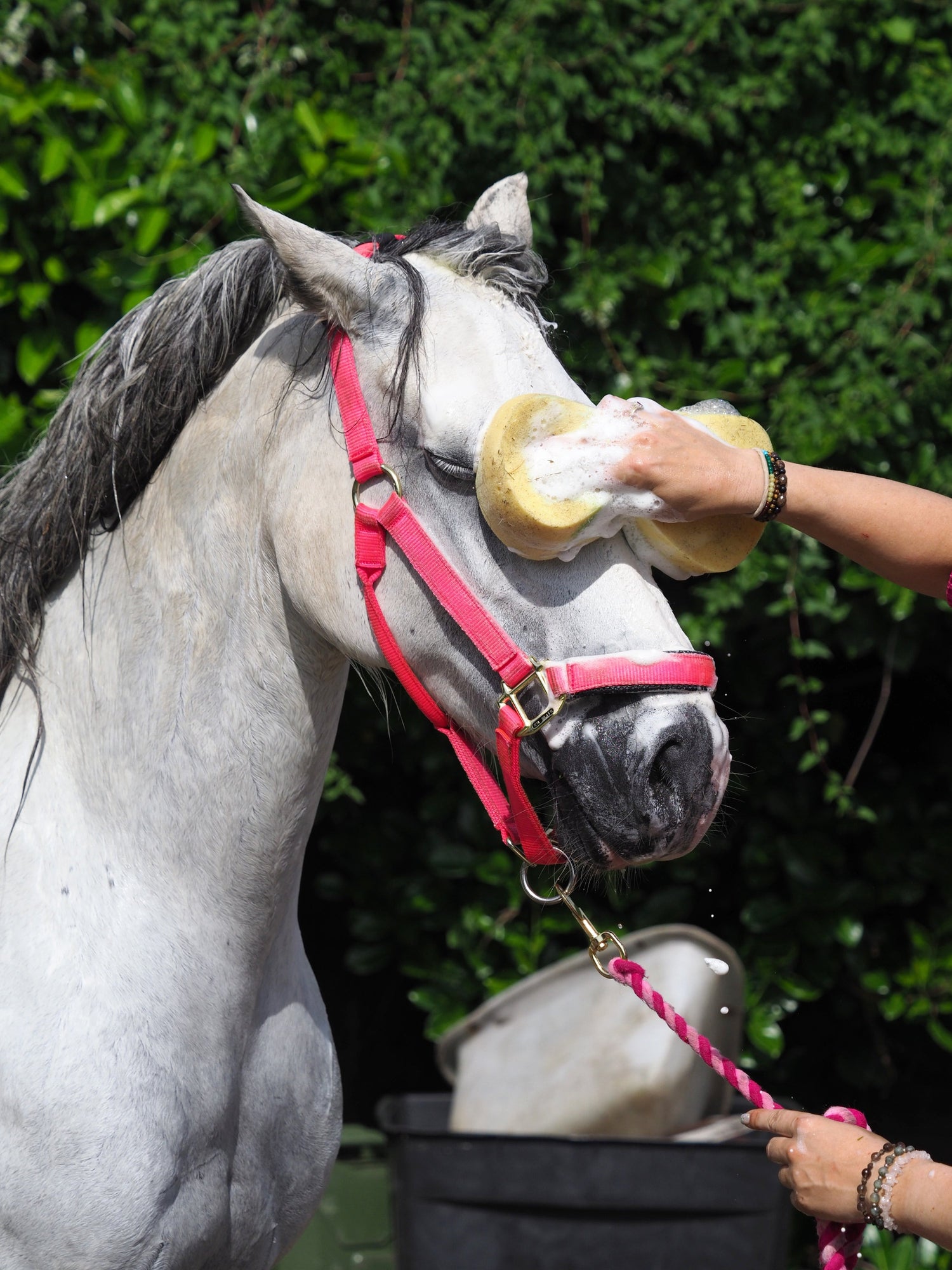 11 Easy Steps To Wash A Horse – Wild Jolie