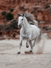 11 Tips to Stop A Horse – Wild Jolie