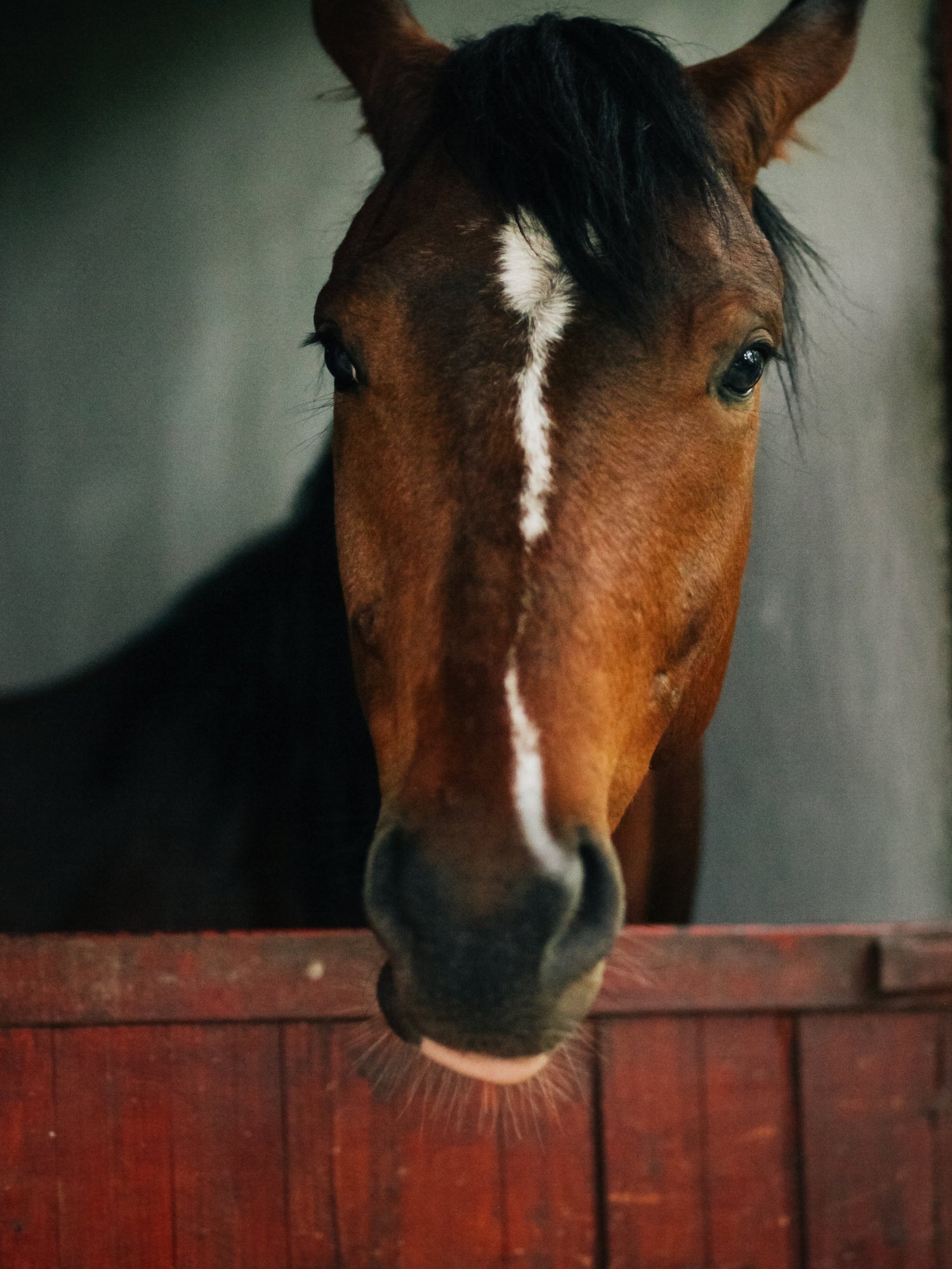 11 Types of Horse Boarding (Price, Pros & Cons) – Wild Jolie