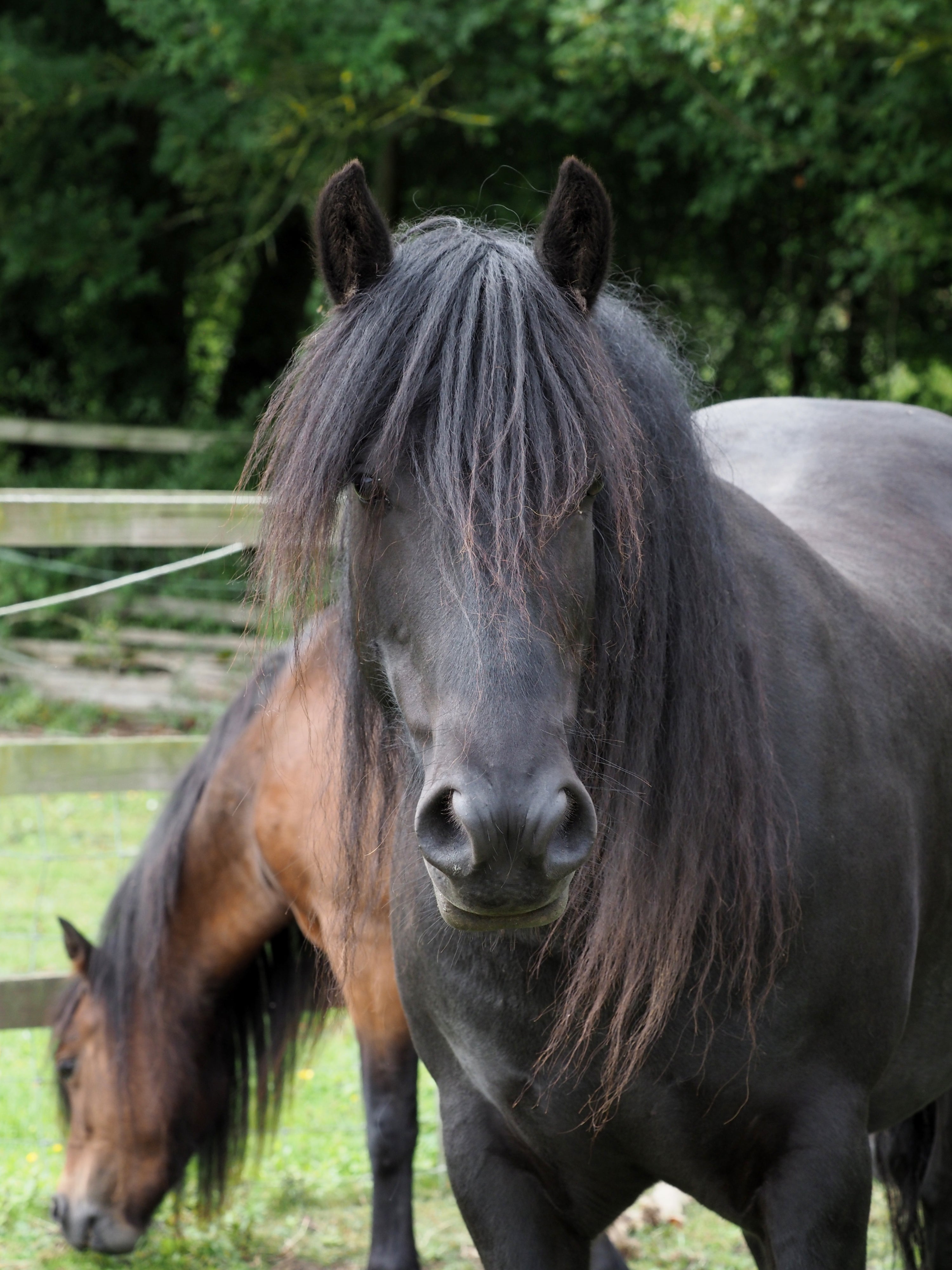 Rare Horse Breeds