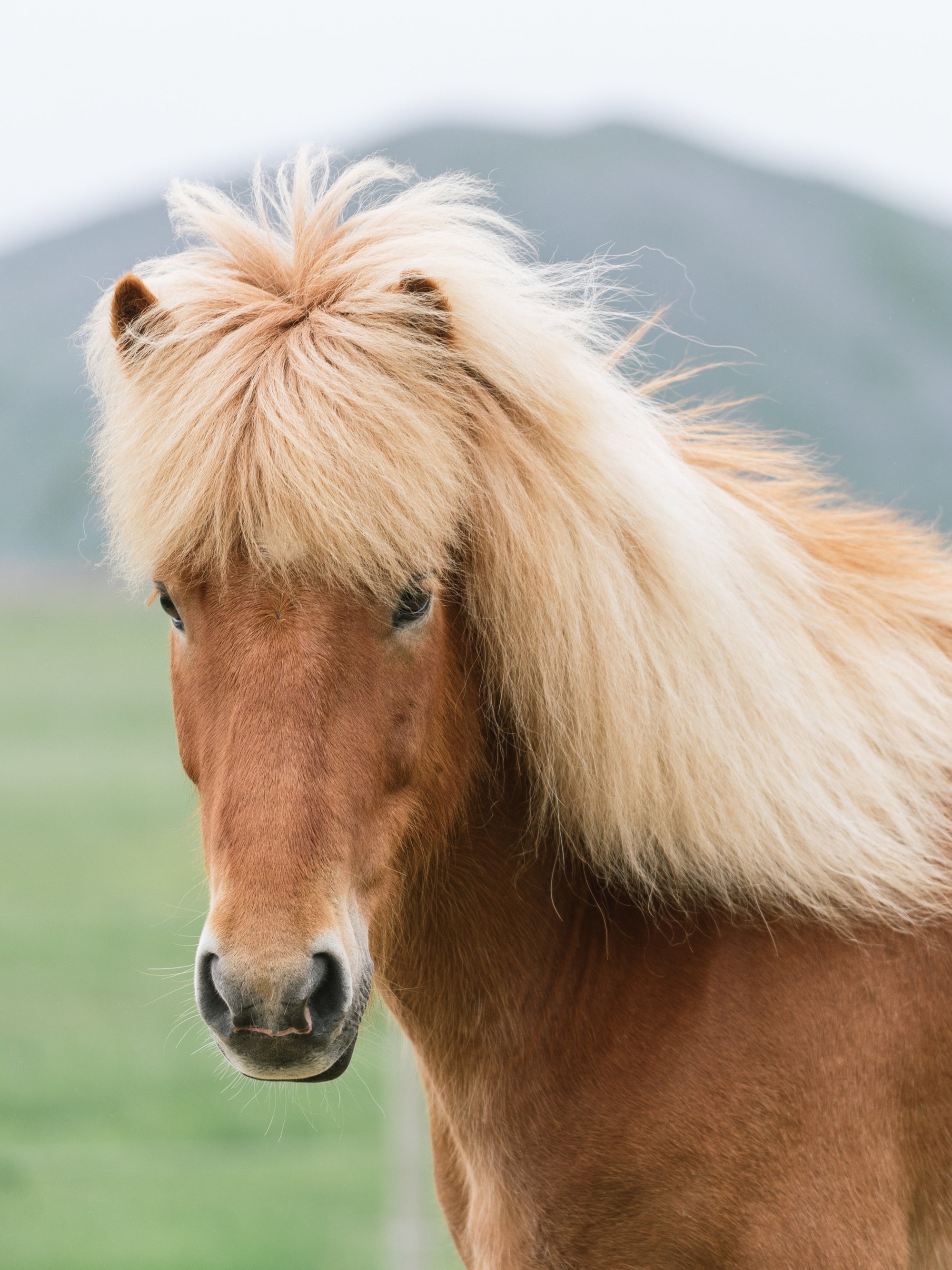 16 Facts About a Horse’s Mane – Wild Jolie