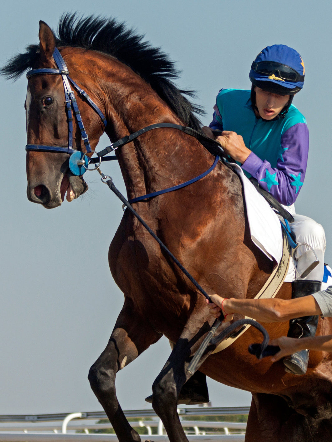 17 Best Race Horses of All Time – Wild Jolie