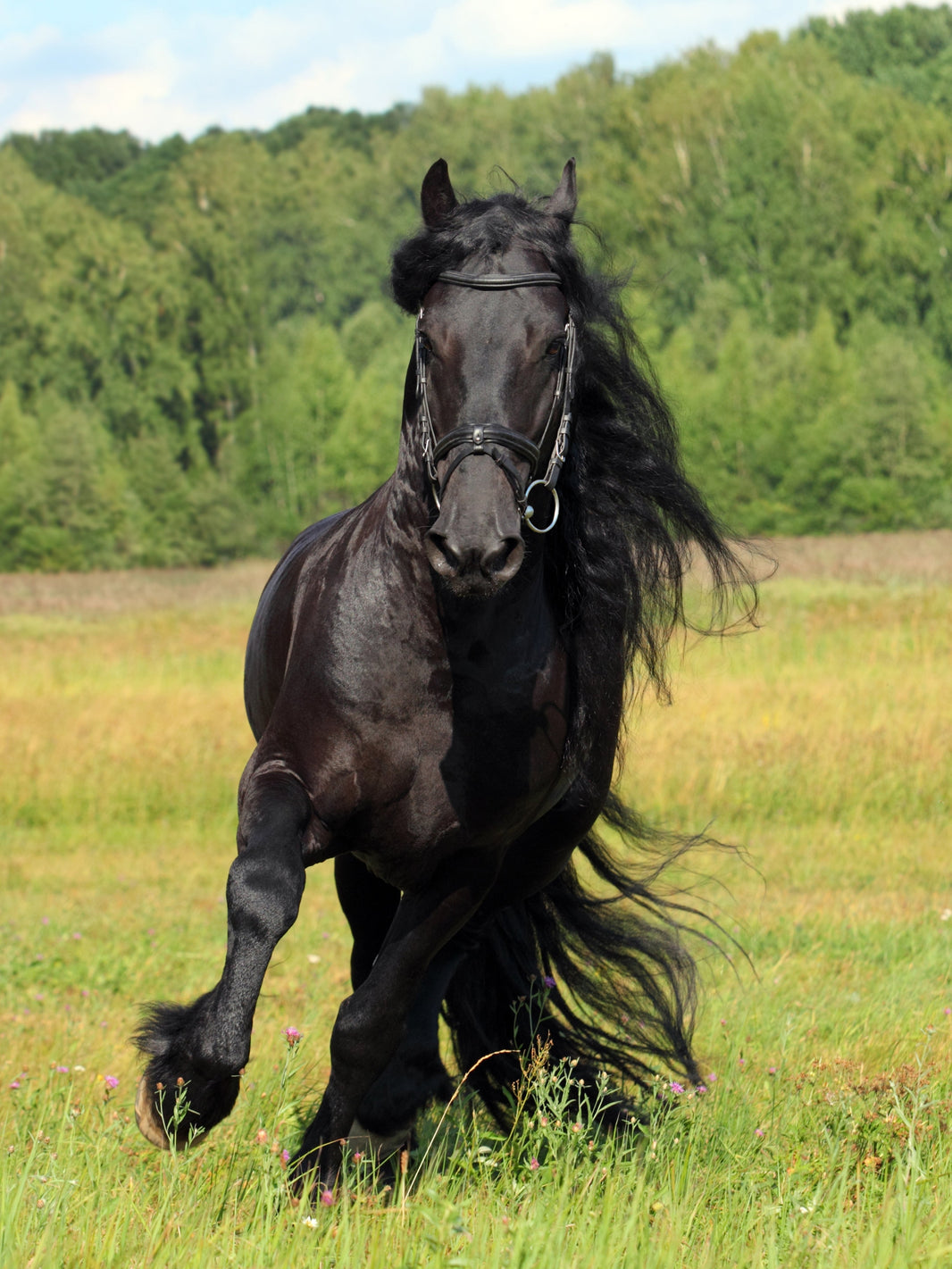 17 Furry Long Haired Horse Breeds – Wild Jolie