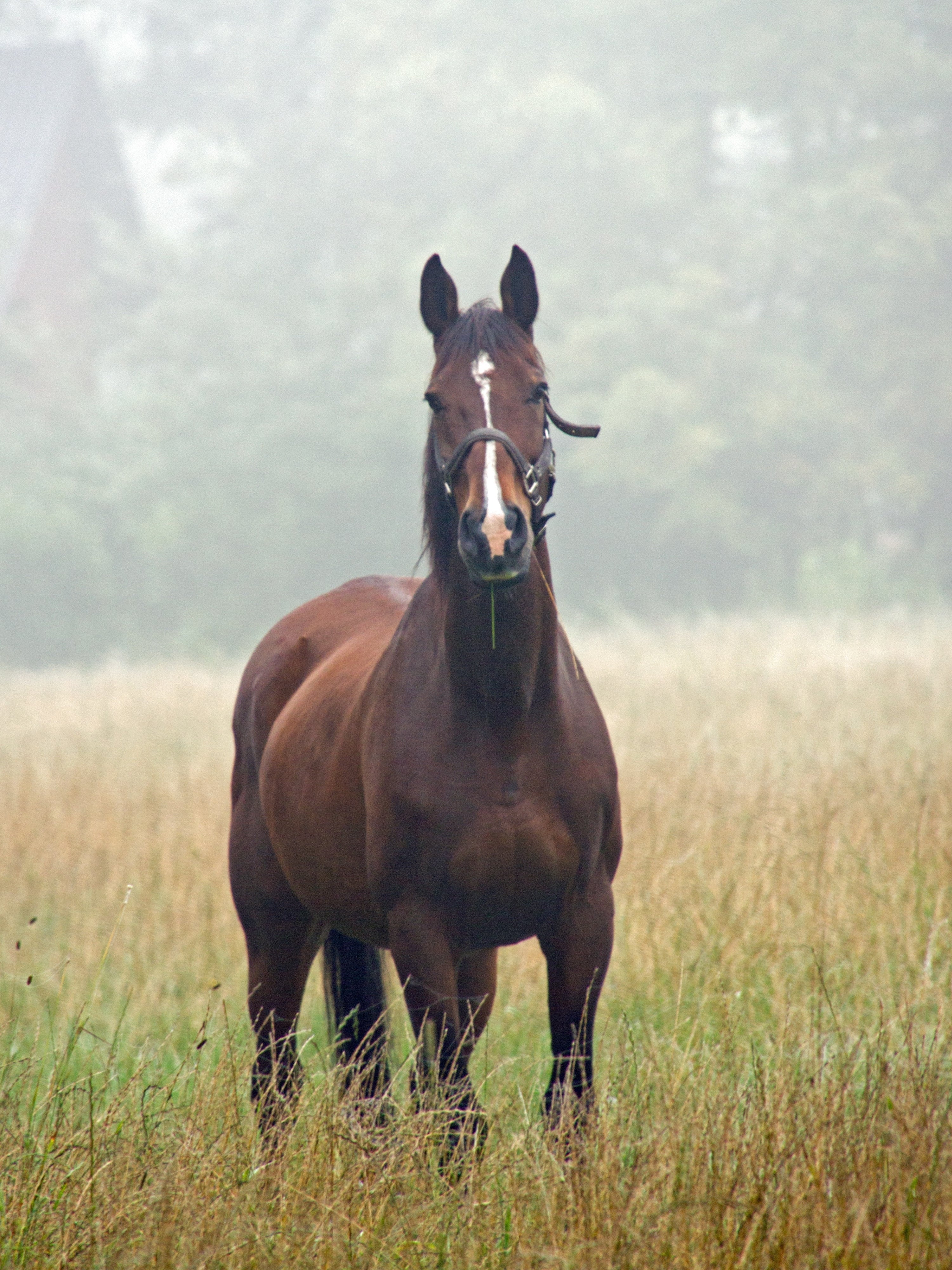 What is the Meaning of Horses in Dreams: Unlock Hidden Symbols ...