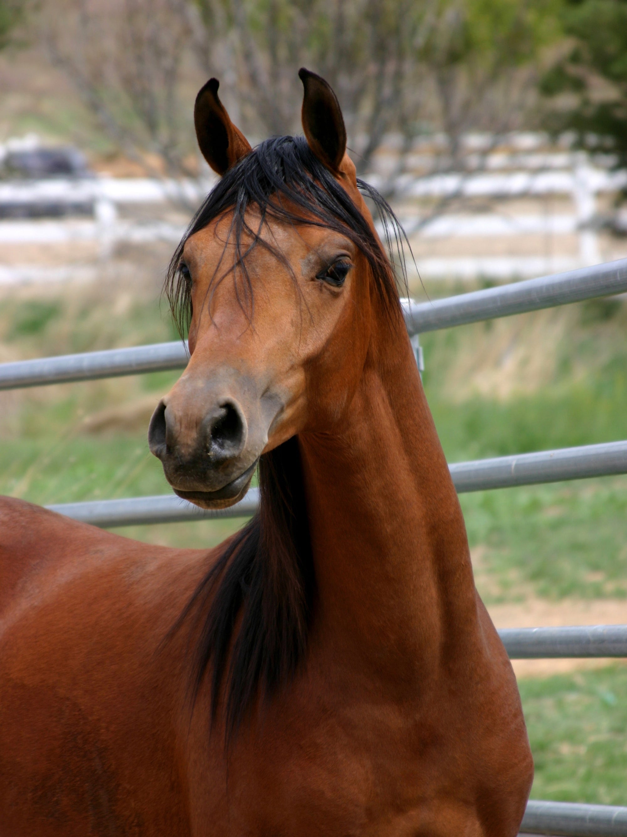 25 Different Horse Colors: Patterns & Pictures – Wild Jolie