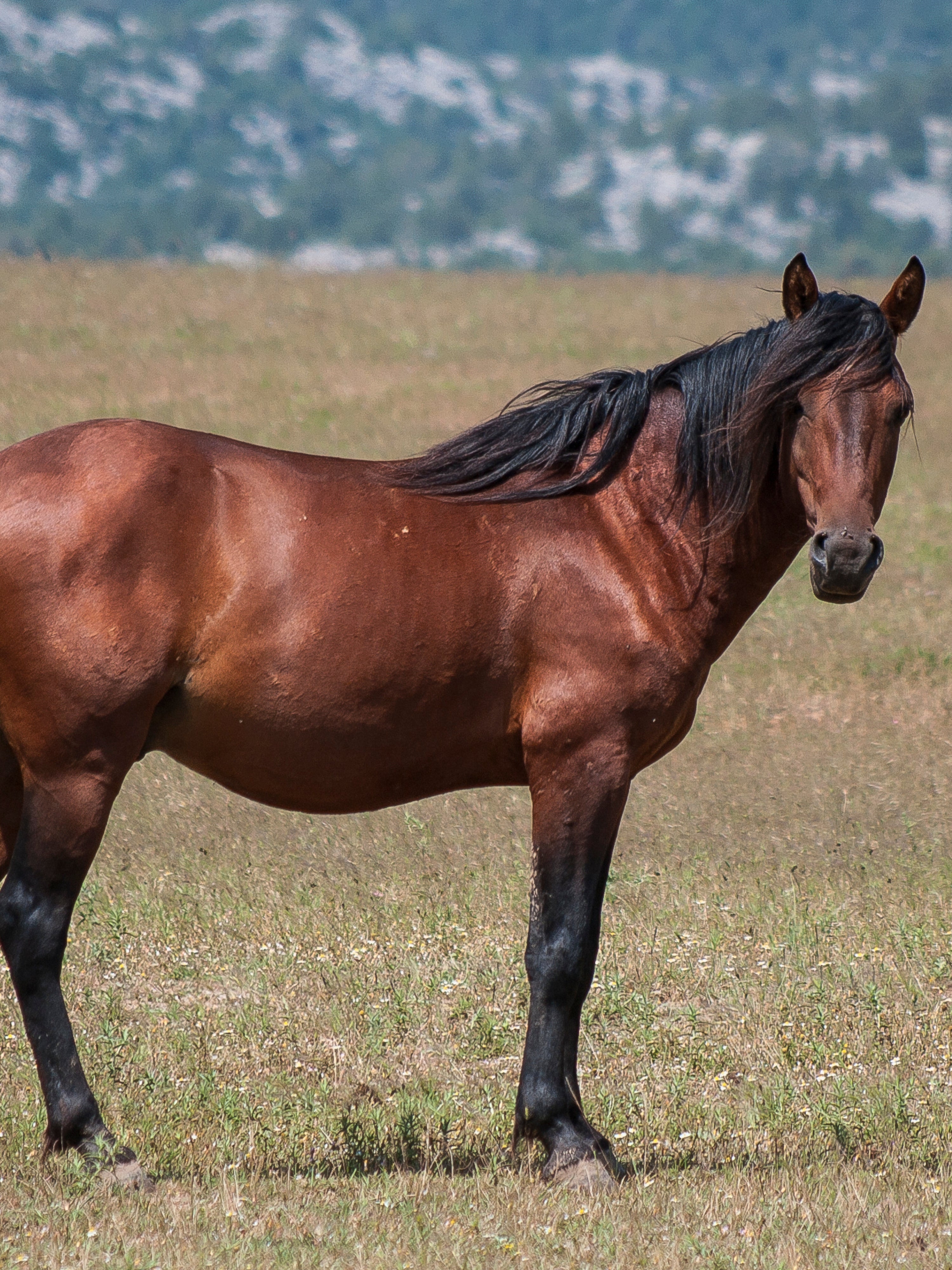 Horse Spirit Animal: 7 Spiritual Meanings of the Horse – Wild Jolie