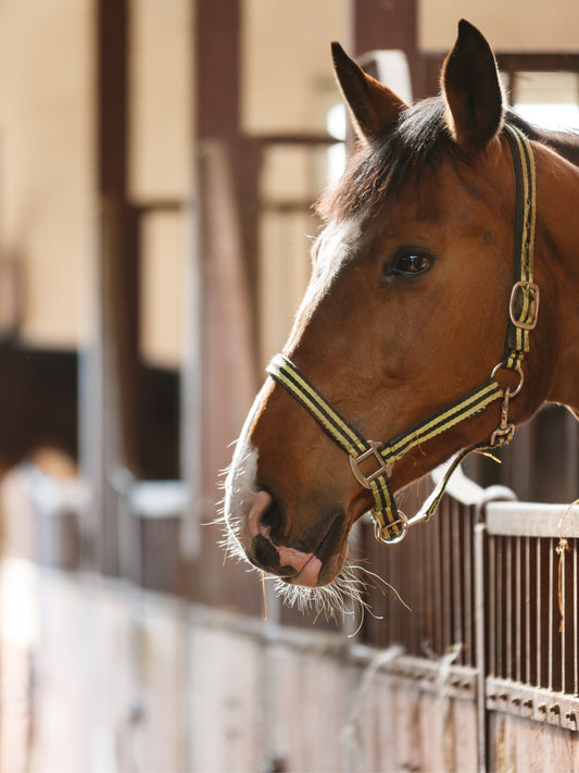 8 Easy Steps to Clean a Horse Stall – Wild Jolie