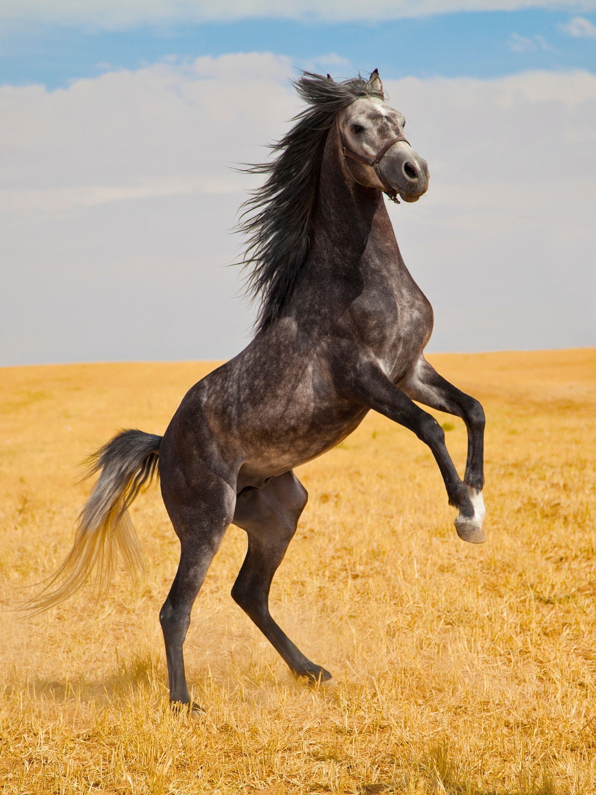 8 Horse Sounds & The Meaning (Videos Including!) – Wild Jolie