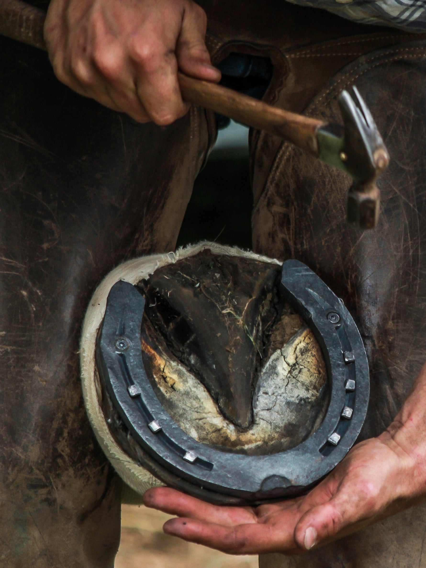 9 Different Types of Horse Shoes – Wild Jolie