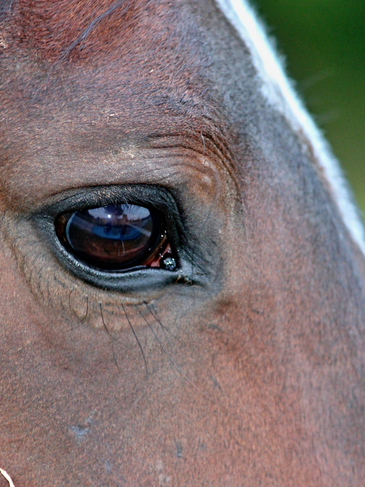 Are Horses Color Blind? – 10 Incredible Facts On Equine Vision – Wild Jolie