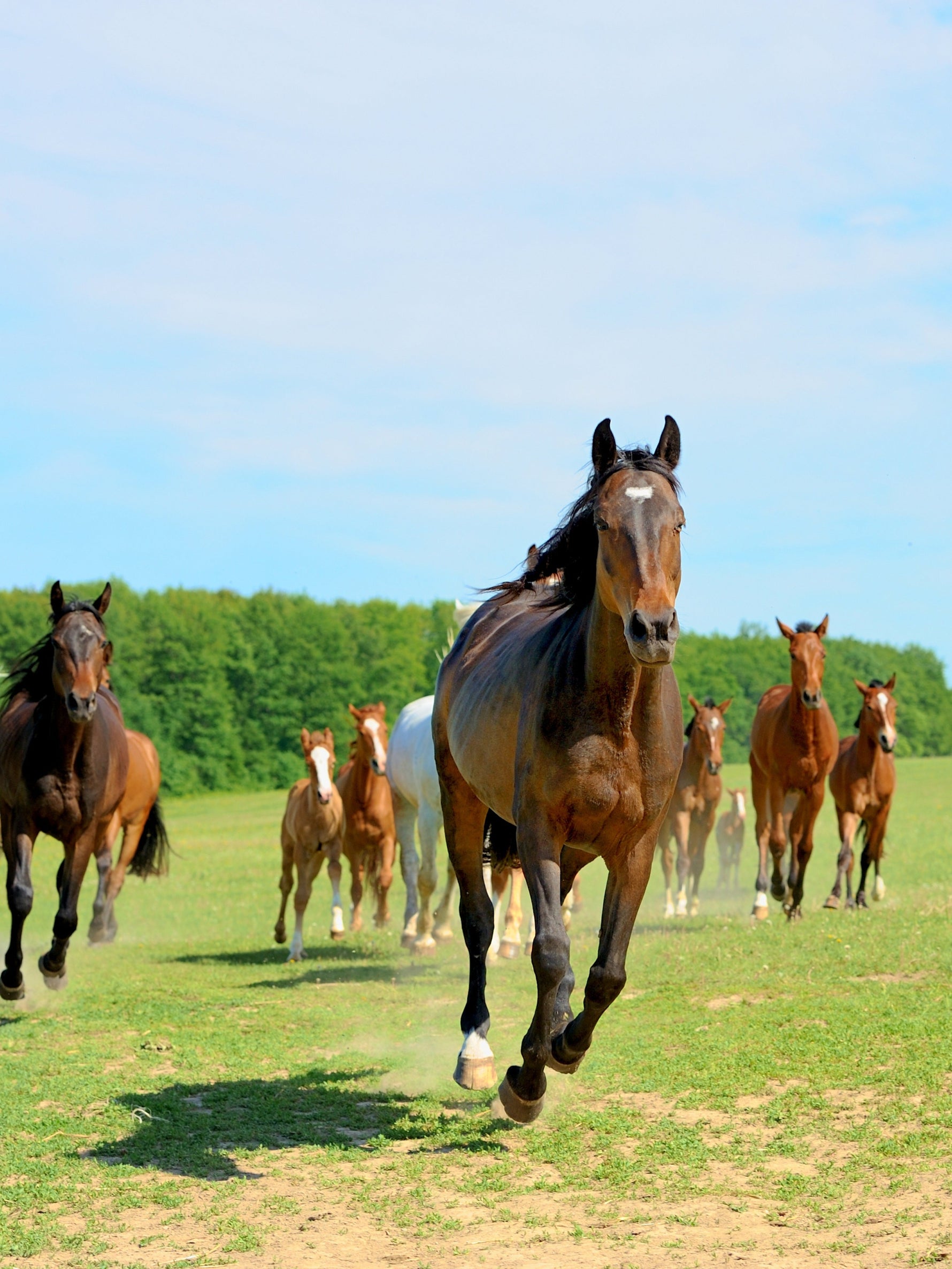 Are Horses Native to America? Where Do Horses Originate From? – Wild Jolie