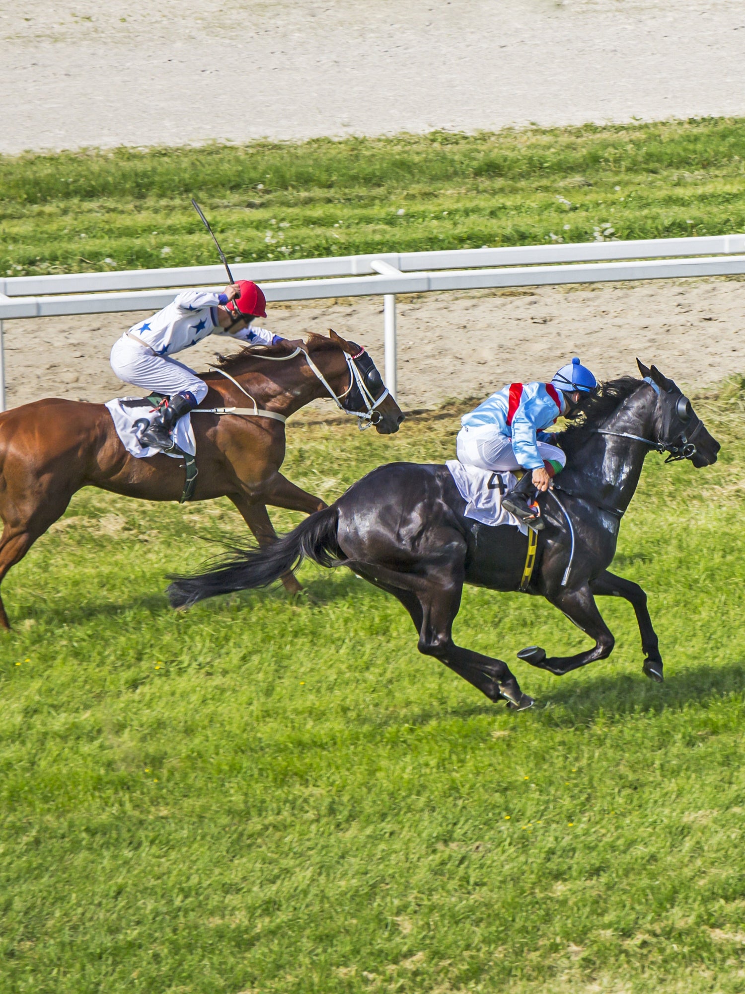 What Is a Mare Horse? Everything You Should Know – Wild Jolie