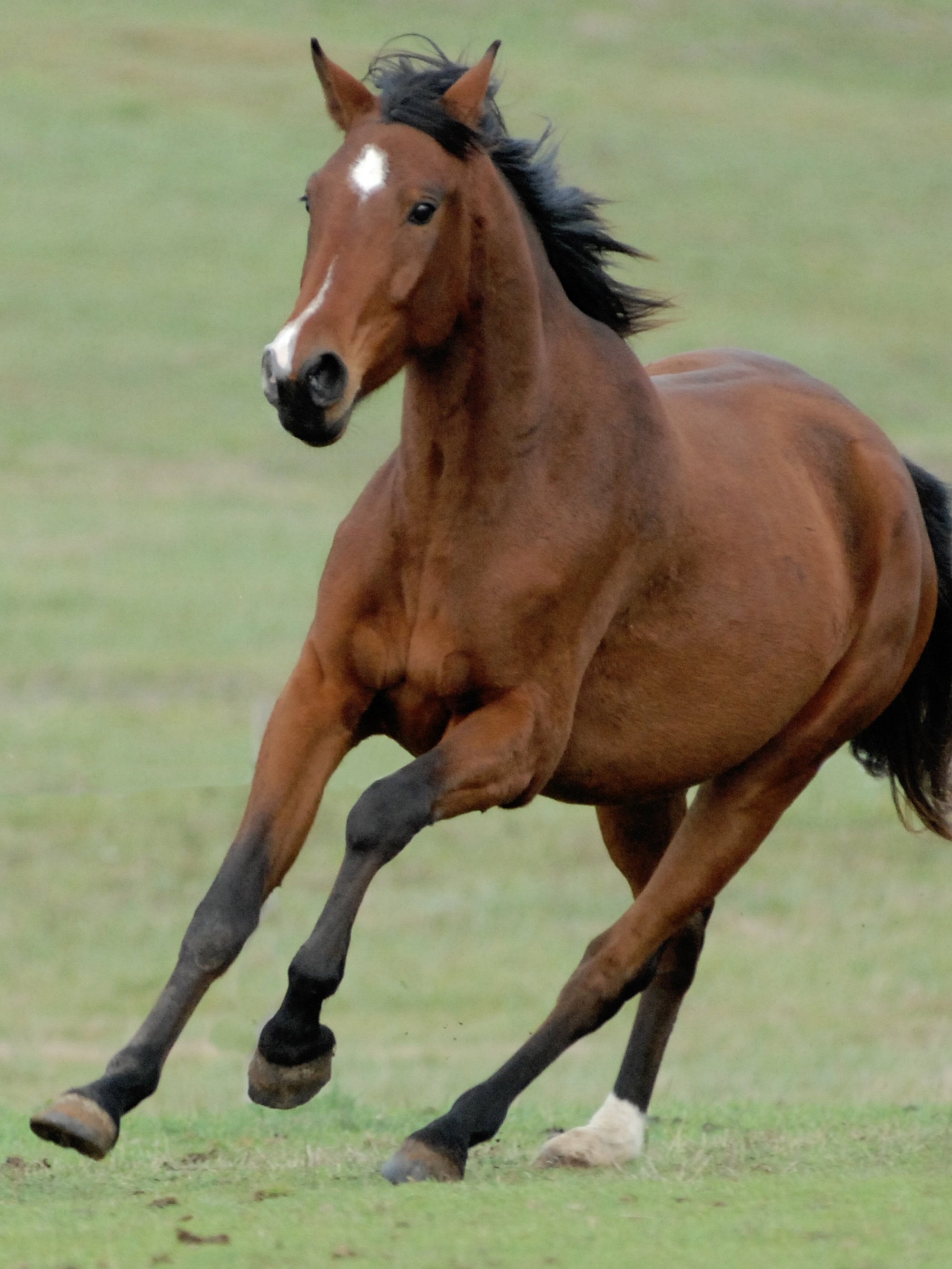 How Long Can a Horse Run? (Daily & Multi-Day Limits) – Wild Jolie