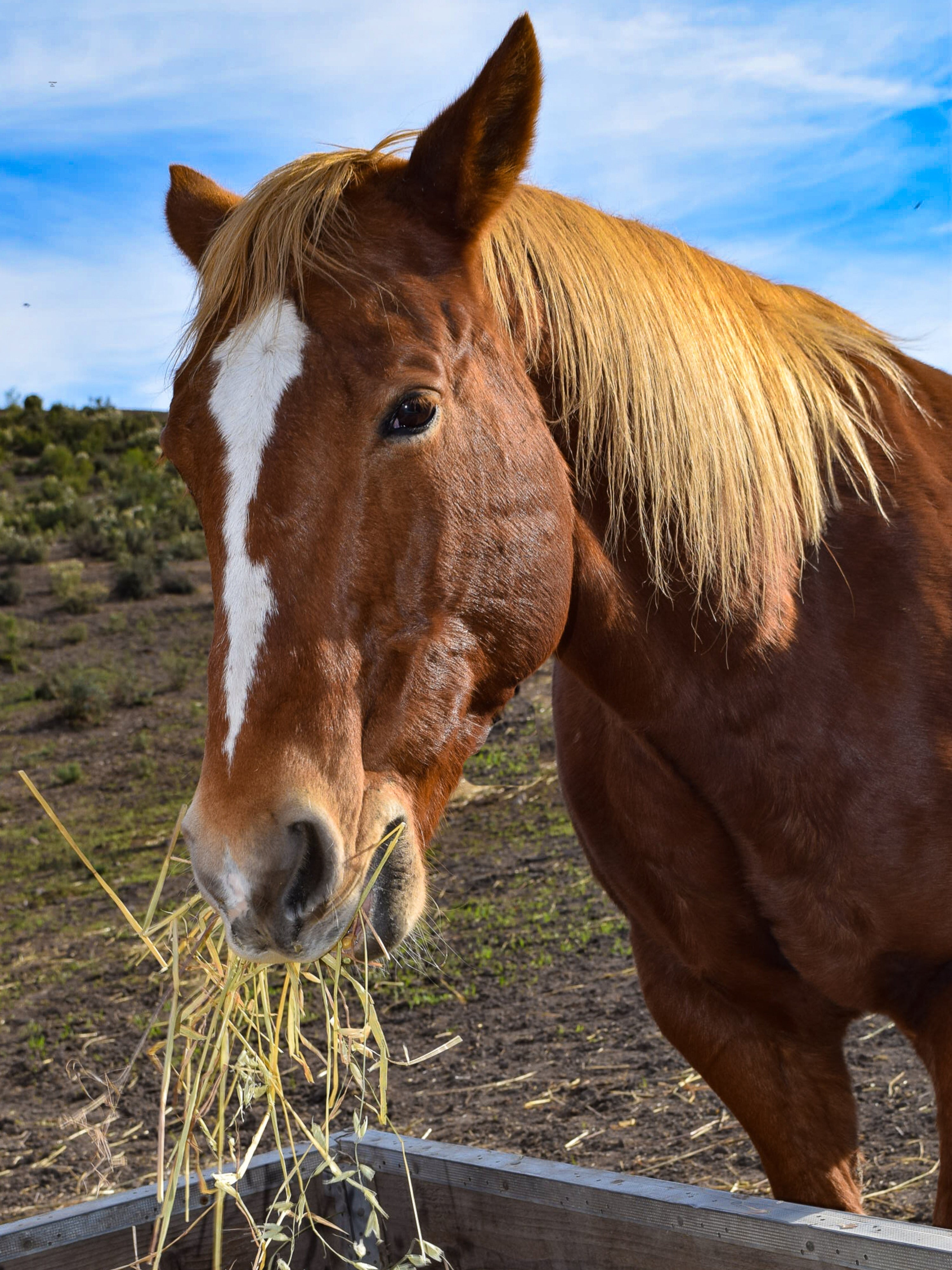 How Much Does a Bale of Hay Cost for Horses? (Saving Tips) – Wild Jolie