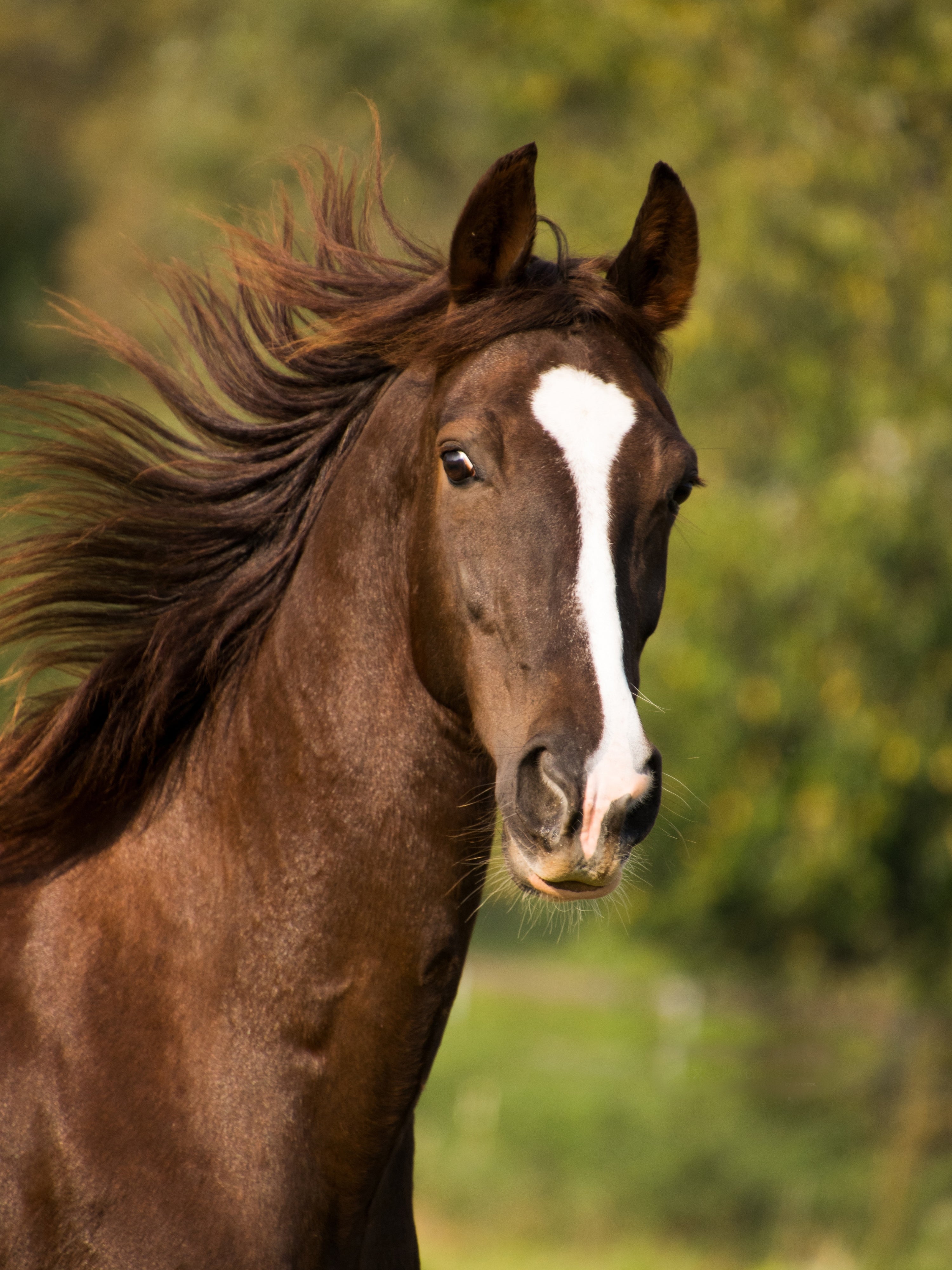 How Much Weight Can a Horse Carry? (Weight Limit to Ride) – Wild Jolie