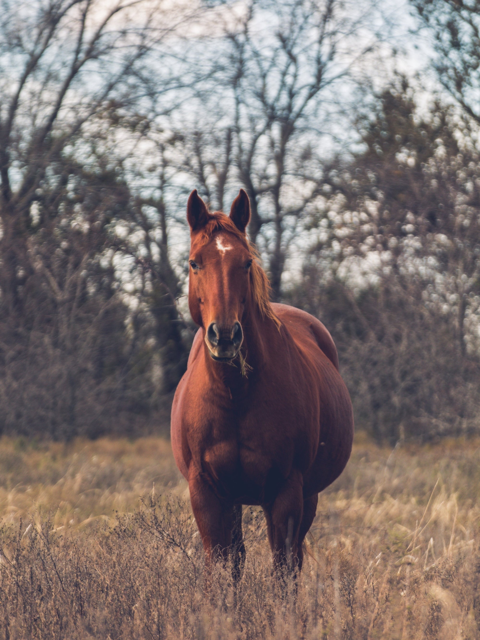 How Strong Is a Horse? (4 Facts) – Wild Jolie