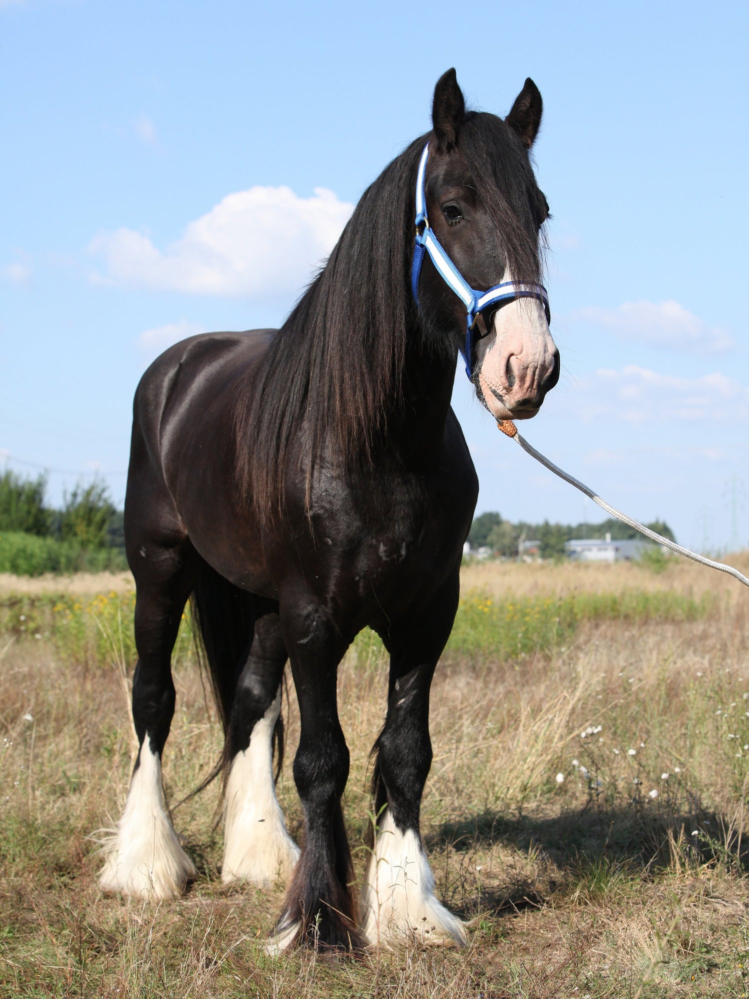 Shire Horse Breed: Information, Size, History & Pictures – Wild Jolie
