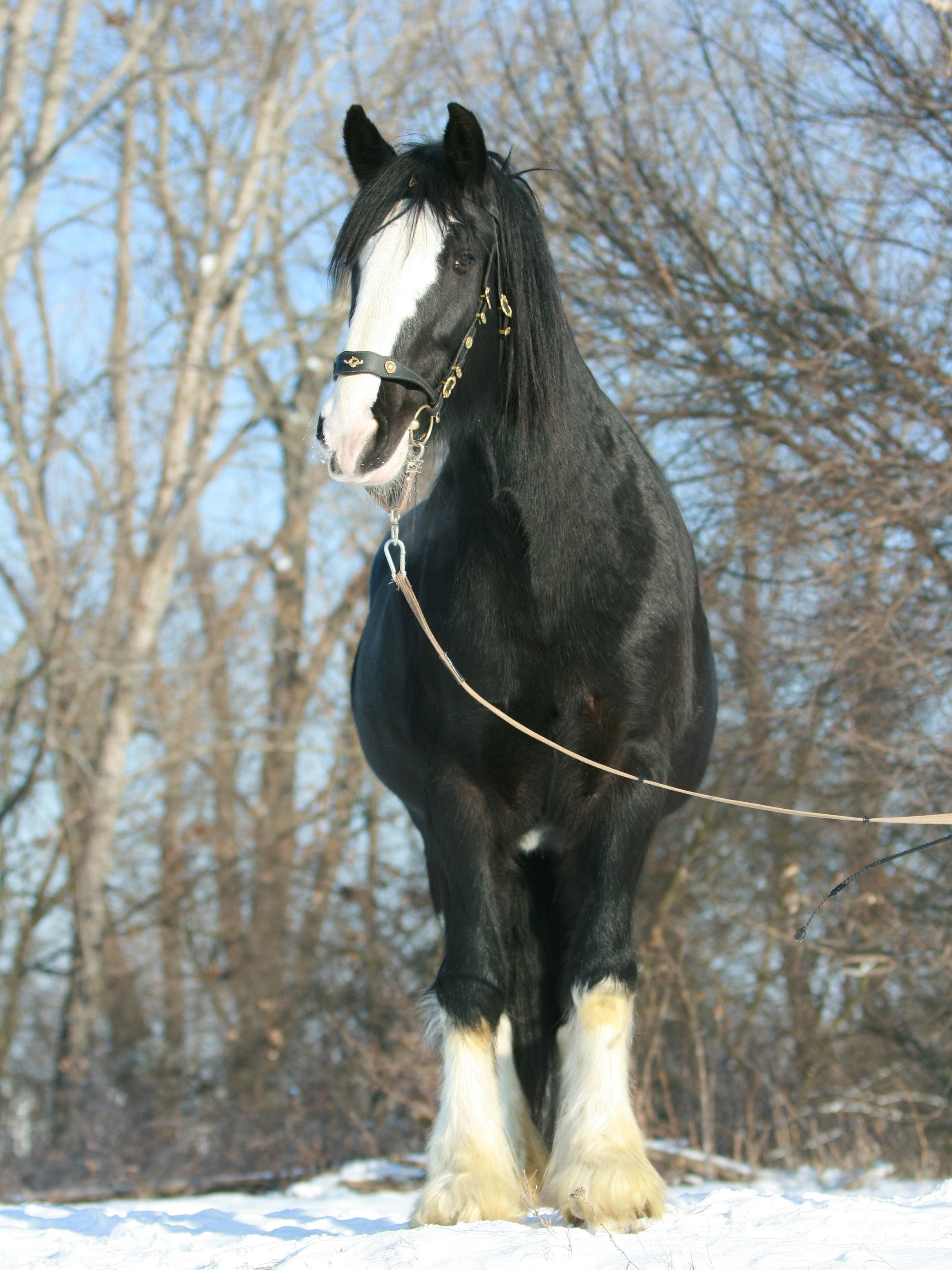 Solid Black Clydesdale