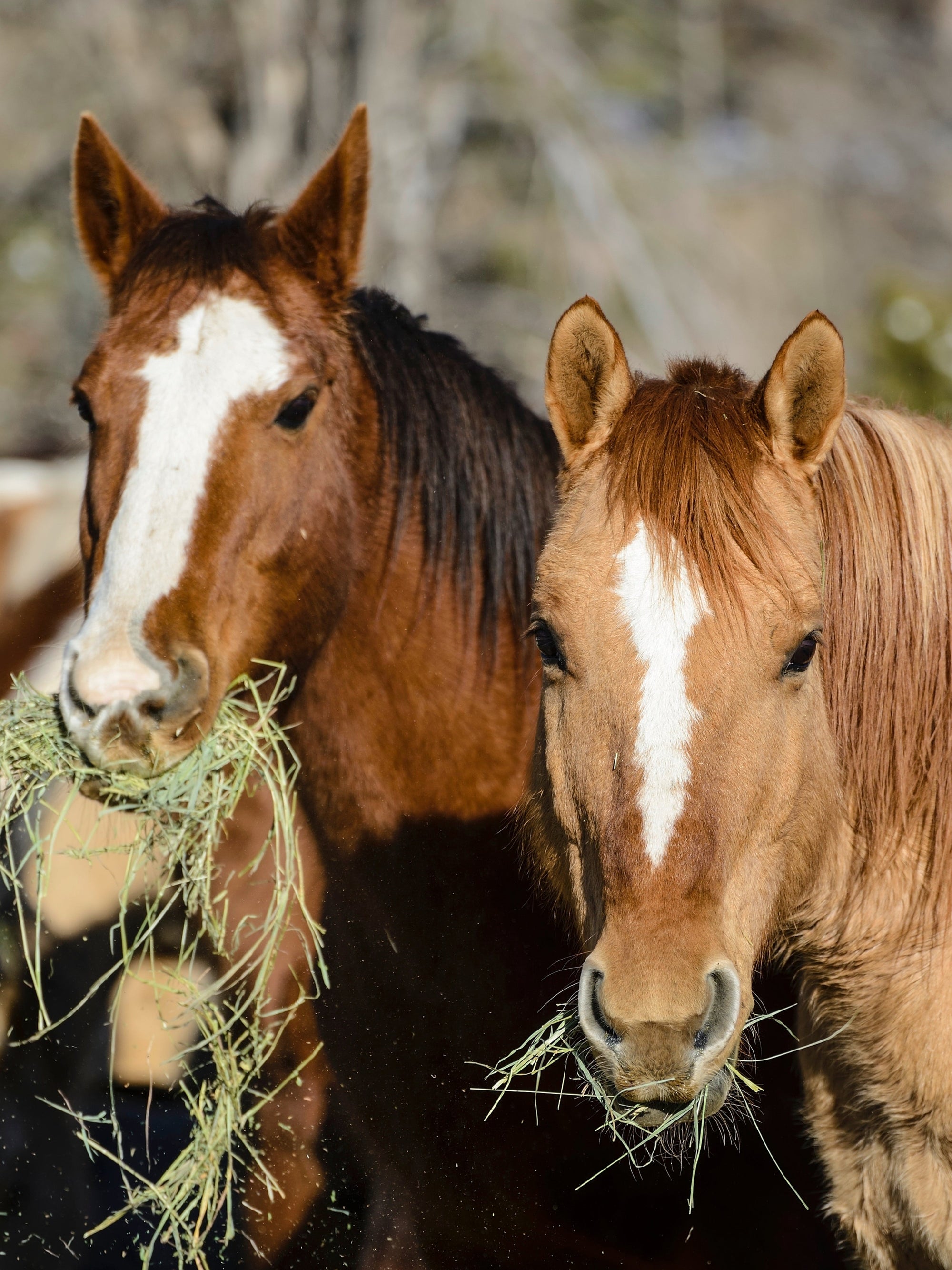Sweet Feed For Horses (Pros & Cons) – Wild Jolie