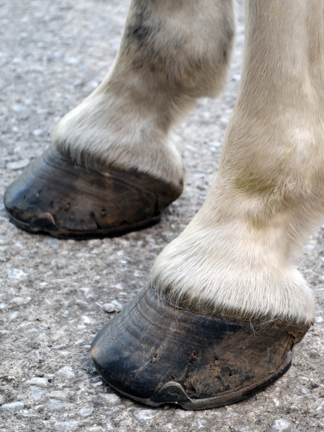 What Are Horses’ Hooves Made Of? (3 Parts) – Wild Jolie