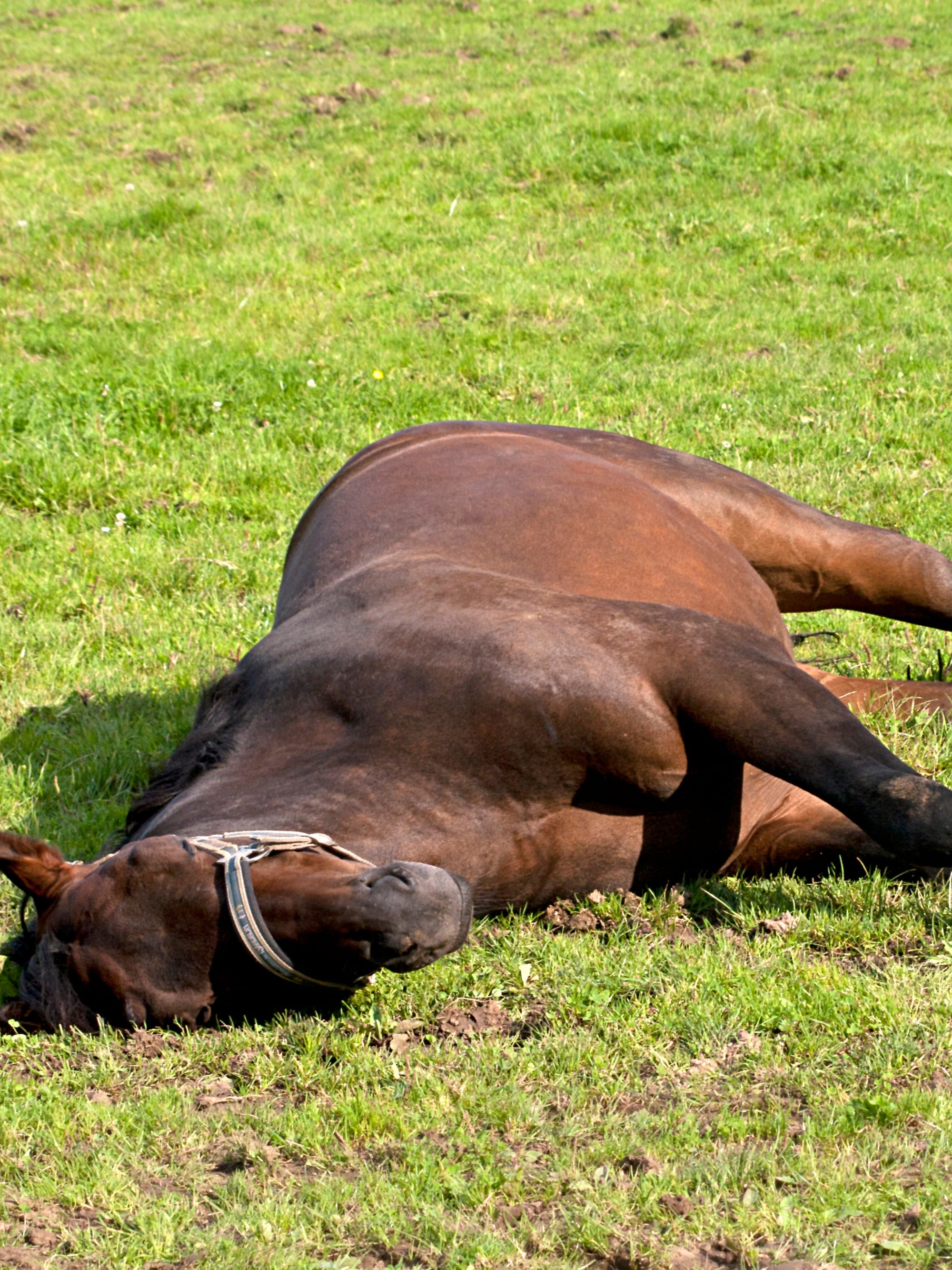What Is Horse Colic? (Causes, Symptoms, Diagnose, Treat & Prevent ...