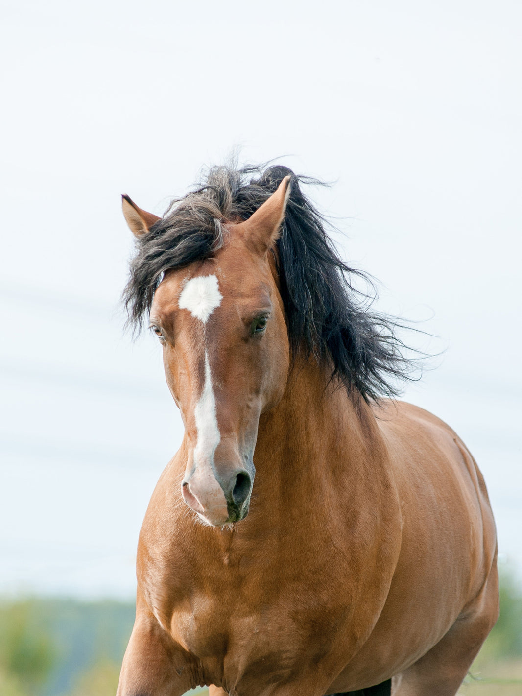 What Is a Mustang Horse? Everything You Need to Know – Wild Jolie