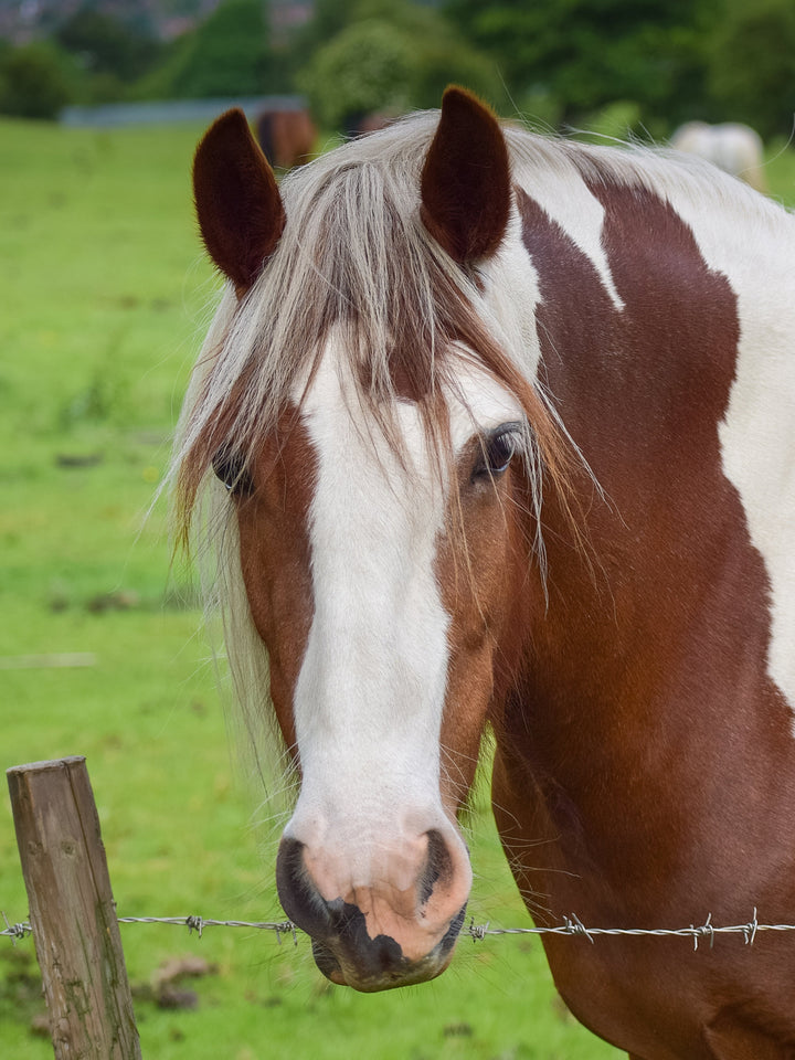 What Is a Pinto Horse? (Background, Temperament & Care) – Wild Jolie