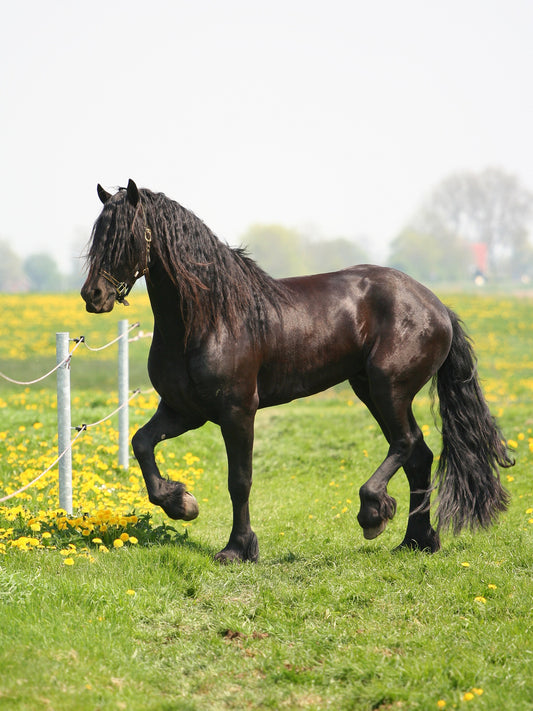 What Is a Stallion Horse? Things You Need to Know – Wild Jolie