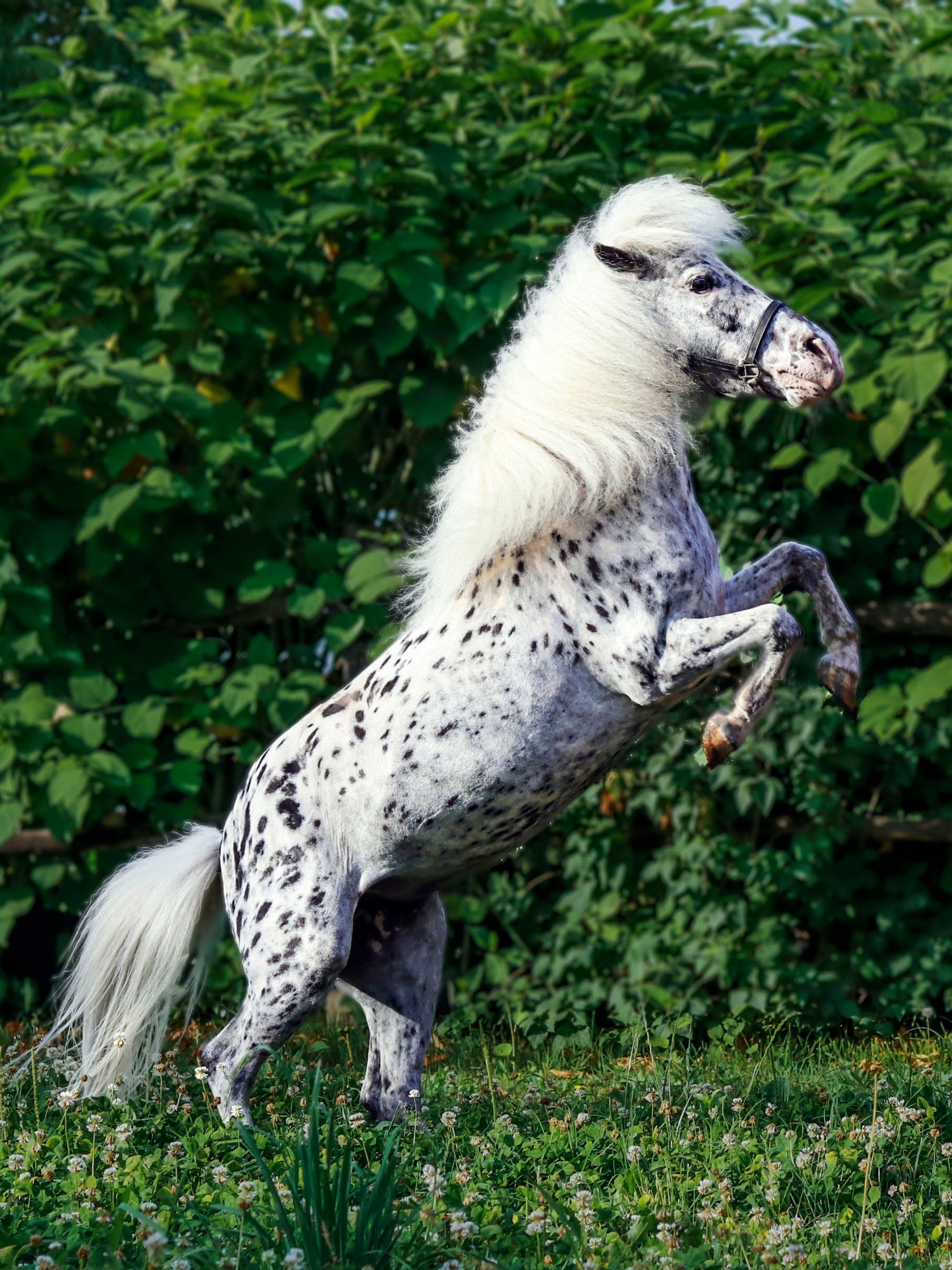 What is a Miniature Horse? (Origin, Size, Colors & Behavior) – Wild Jolie