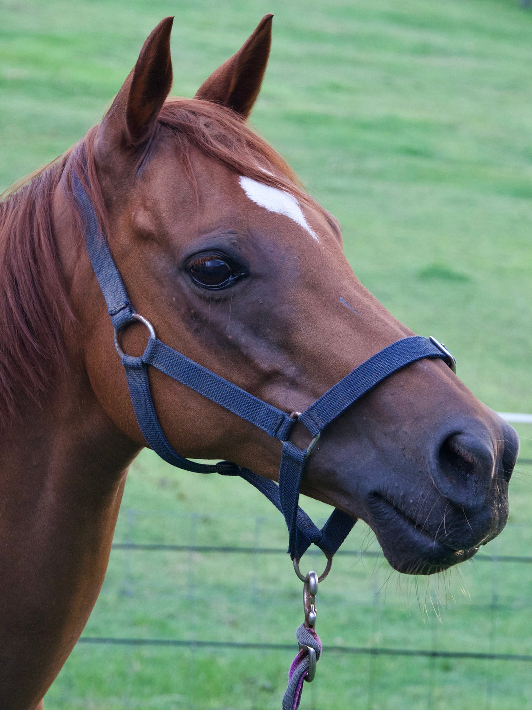 What Is a Mare Horse? Everything You Should Know – Wild Jolie