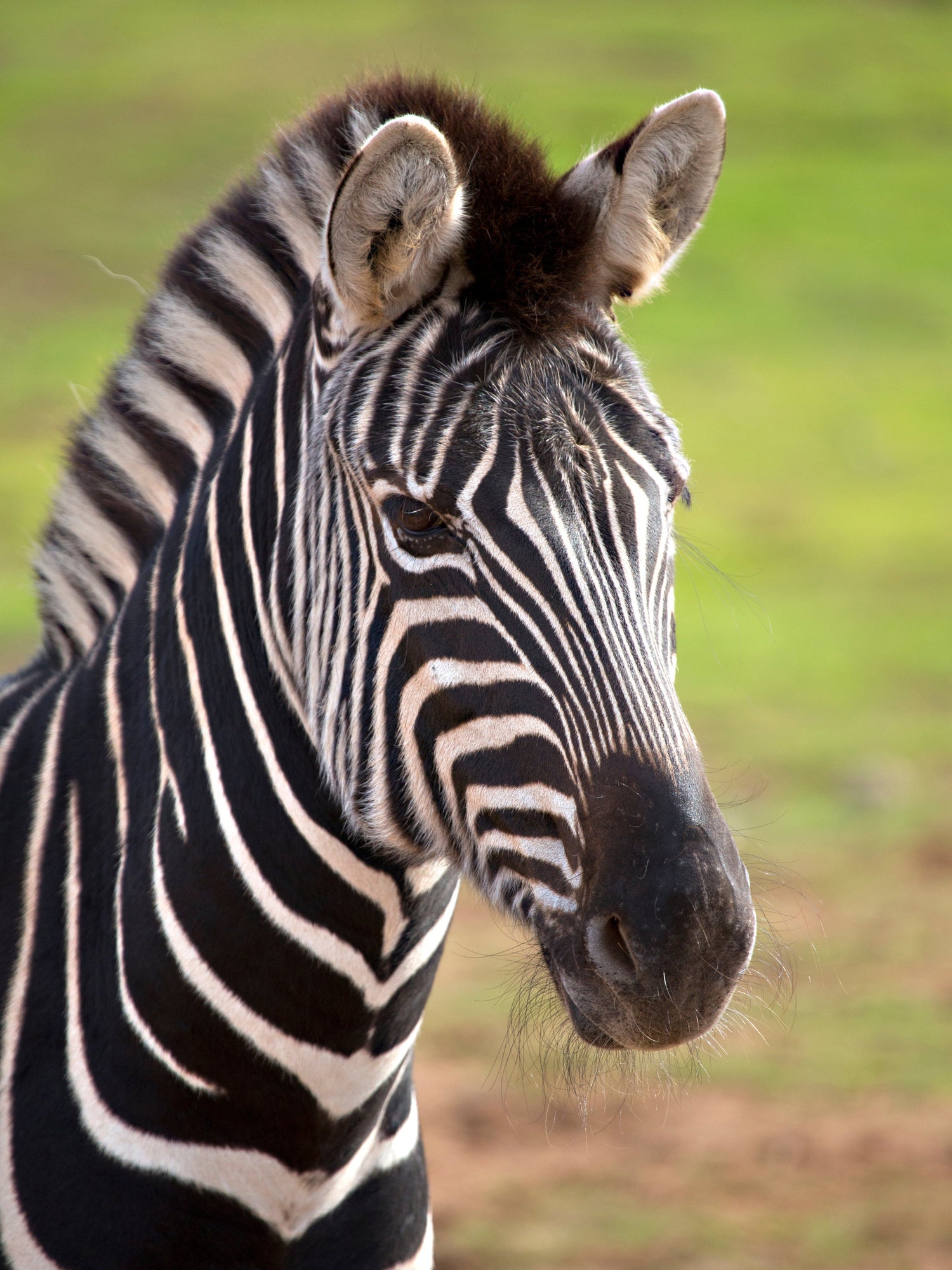 Zebra Vs Horse: Can You Ride Zebras Like Horses? – Wild Jolie